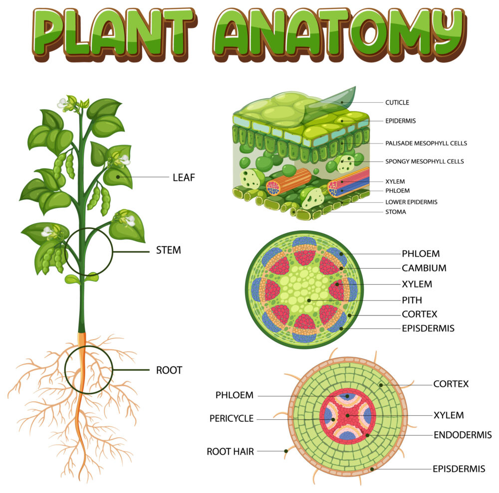 2027 A/L - Biology Theory - December මාසය (9 වන මාසය)Live zoom - every ...